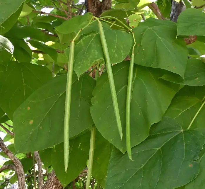 19 Types Of Trees With Long Seed Pods With Pictures Own Yard Life