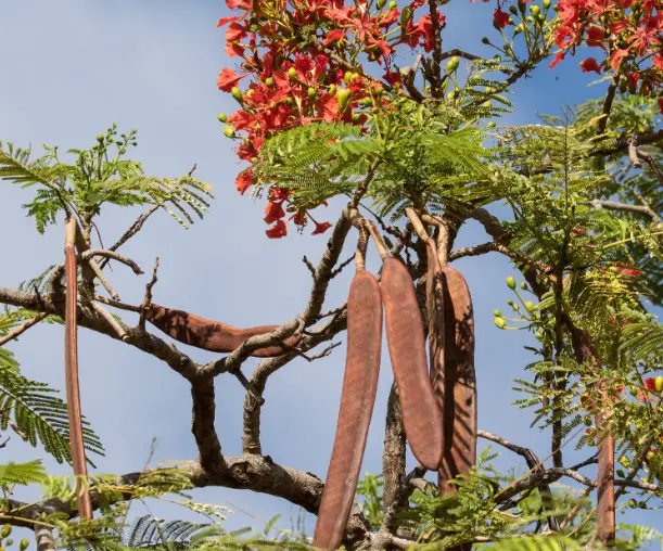 19 Types Of Trees With Long Seed Pods With Pictures Own Yard Life 