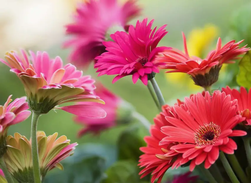 55 Types of Flowers that Start with G and Pictures