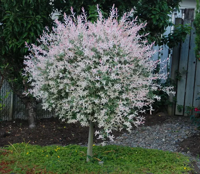 Pink Willow Tree Care And Growing Guide Own Yard Life