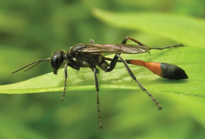 50 Types of Wasps in Florida (Pictures and Identification)