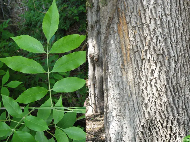 13 Texas Ash Tree Types with Pictures and Identification