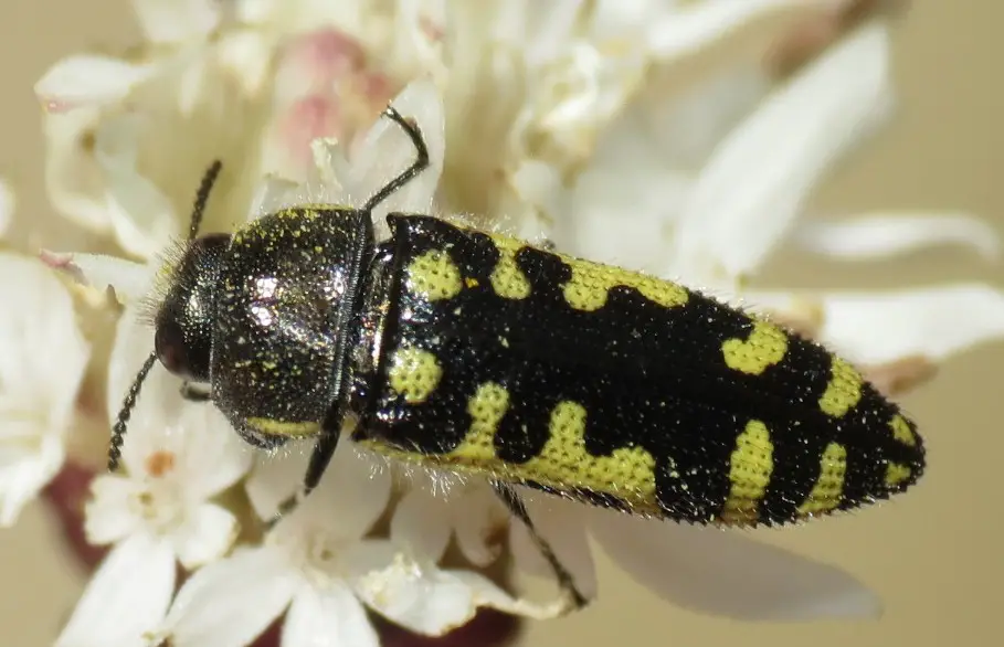59 Yellow Beetles with Black Spots (Pictures and Identification)