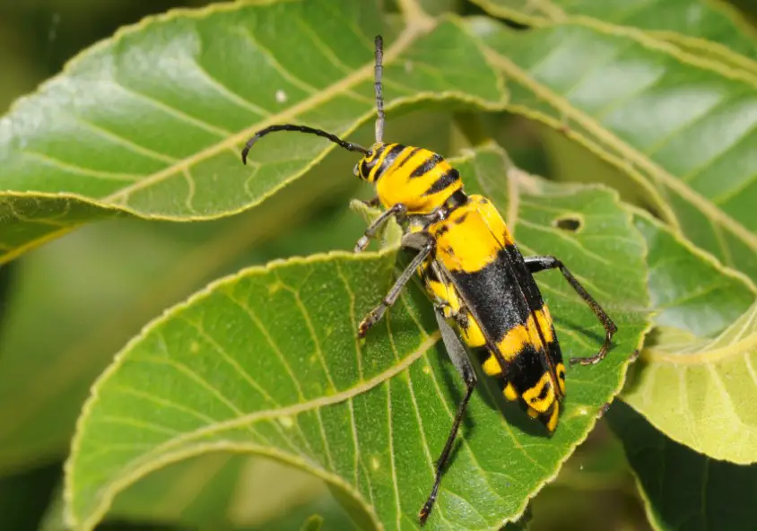 59 Yellow Beetles with Black Spots (Pictures and Identification)