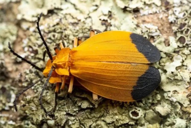 59 Yellow Beetles with Black Spots (Pictures and Identification)