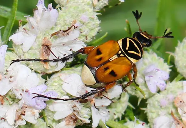 59 Yellow Beetles with Black Spots (Pictures and Identification)