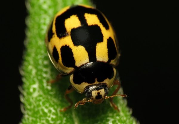 59 Yellow Beetles with Black Spots (Pictures and Identification)