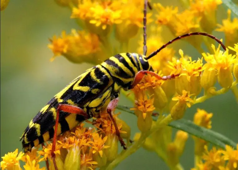 59 Yellow Beetles with Black Spots (Pictures and Identification)