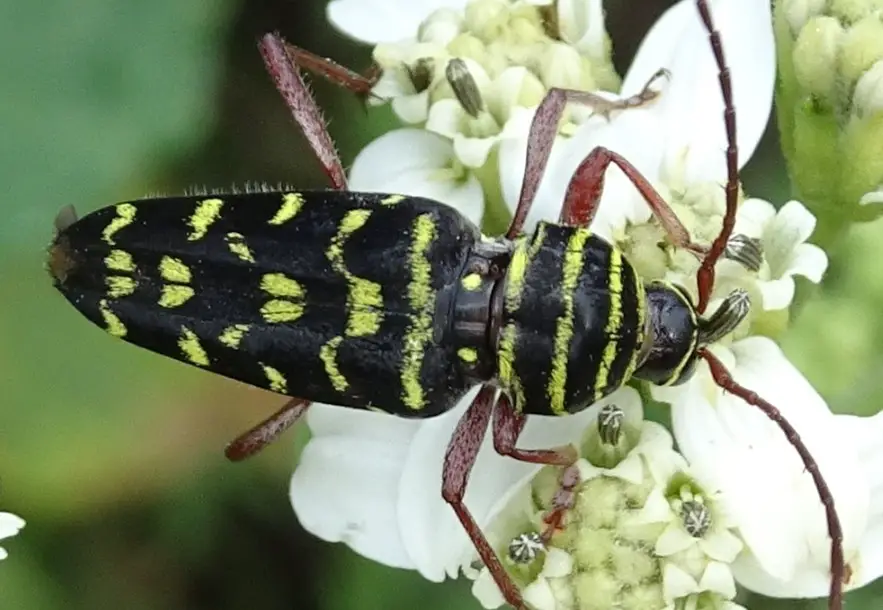 59 Yellow Beetles with Black Spots (Pictures and Identification)