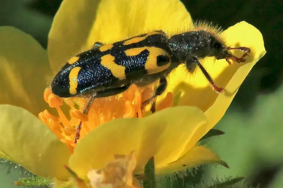 59 Yellow Beetles with Black Spots (Pictures and Identification)