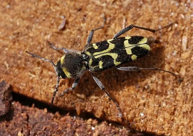 59 Yellow Beetles with Black Spots (Pictures and Identification)