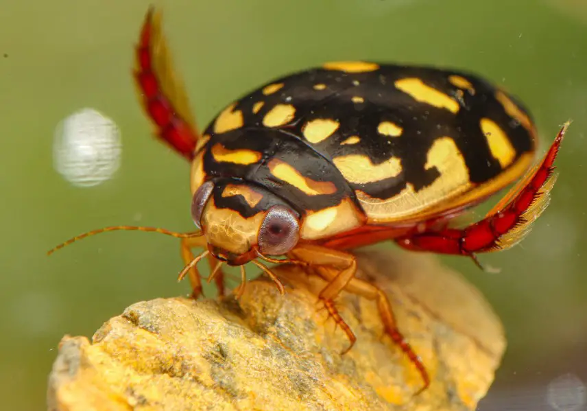 59 Yellow Beetles with Black Spots (Pictures and Identification)