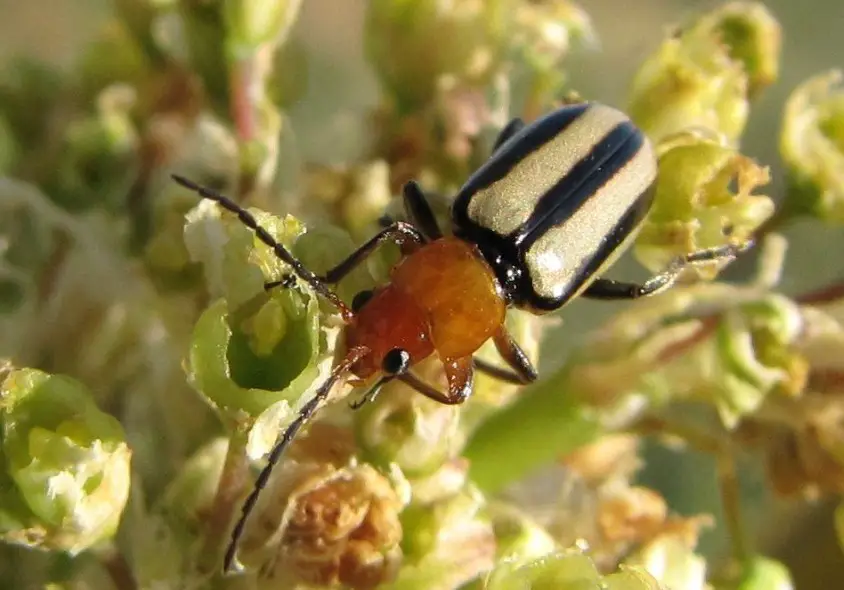59 Yellow Beetles with Black Spots (Pictures and Identification)