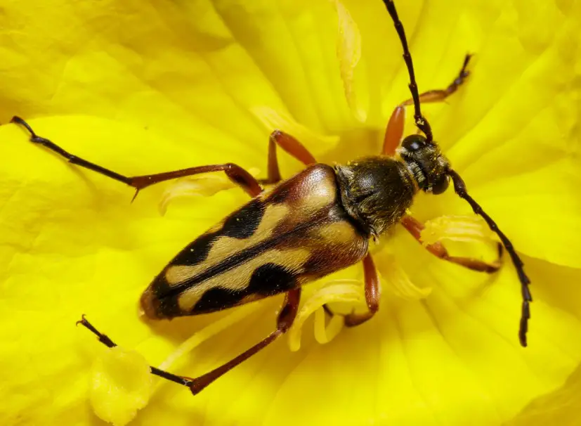 59 Yellow Beetles with Black Spots (Pictures and Identification)