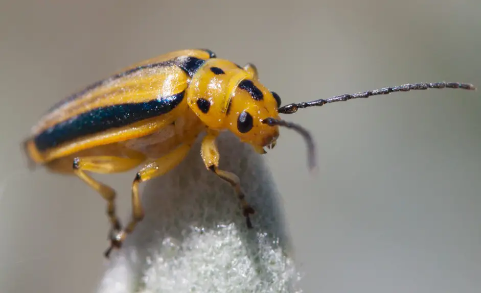 59 Yellow Beetles with Black Spots (Pictures and Identification)