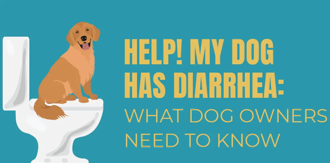 My Dog Has Diarrhea but Is Acting Fine - Should I Be Worried?