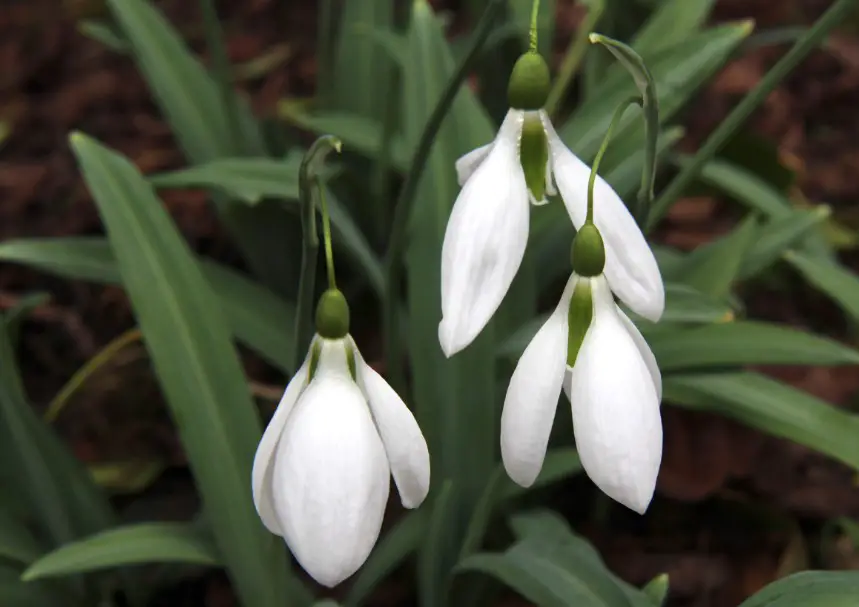 28 Beautiful Snowdrop Flowers with Pictures and Names
