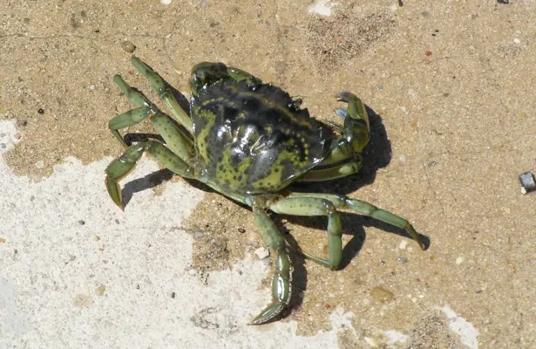 23 Common Types of Crabs (With Pictures and Identification)