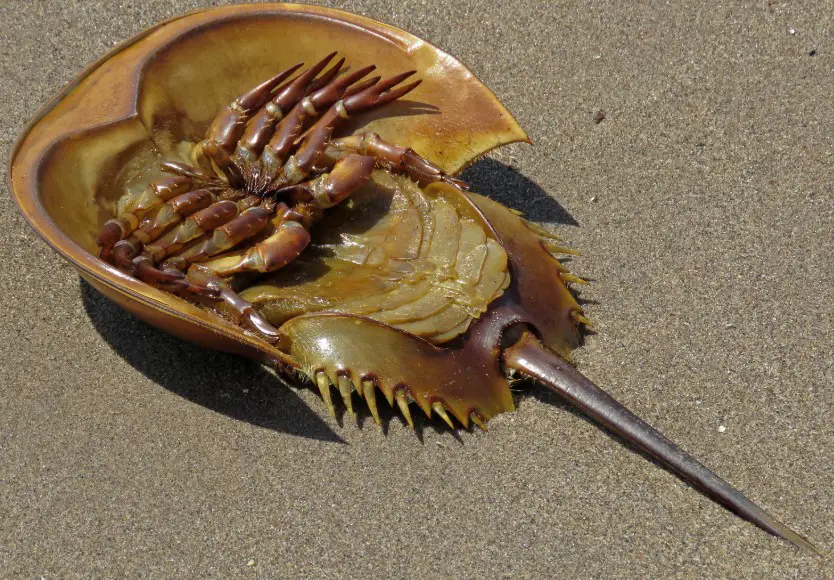 23 Common Types of Crabs (With Pictures and Identification)