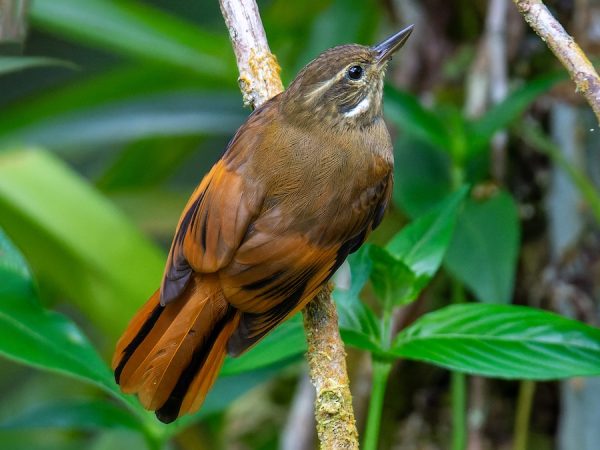 30 Animals That Start With X (With Pictures and Names)