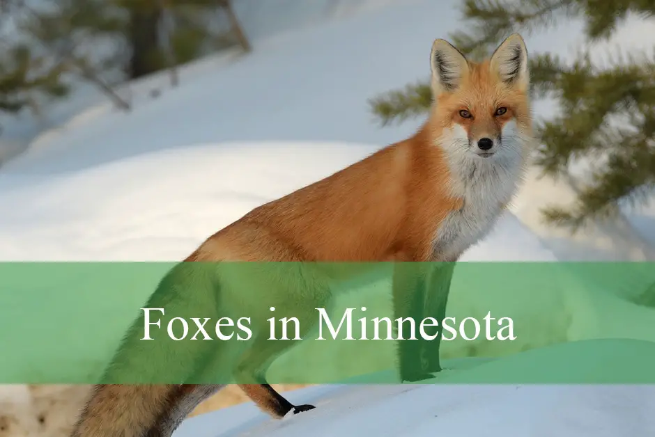 2 Types of Foxes in Minnesota (With Pictures and Identification) 2 Types of Foxes in Minnesota (With Pictures and Identification)