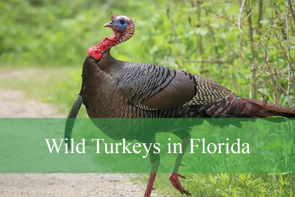 Wild Turkeys in Florida: Types, Lifestyle, and Top Viewing Locations