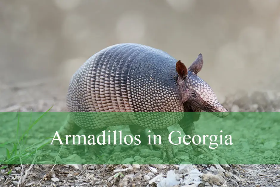 Armadillos in Georgia: Identification, Behavior, Where to Spot Them